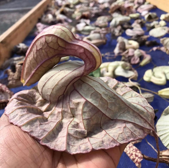 Duck Flower Detox - Dr Sebi Approved – duckflowerdetox