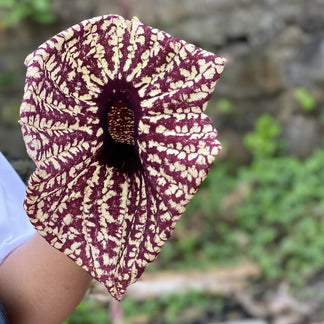 Duck Flower Detox - Dr Sebi Approved – duckflowerdetox
